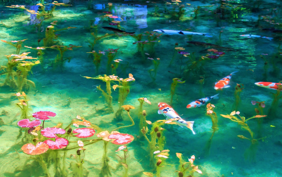 “Monet Pond” – นี่บ่อน้ำหรือภาพวาดกันแน่? Unseen Japan สำหรับผู้หลงรัก ...