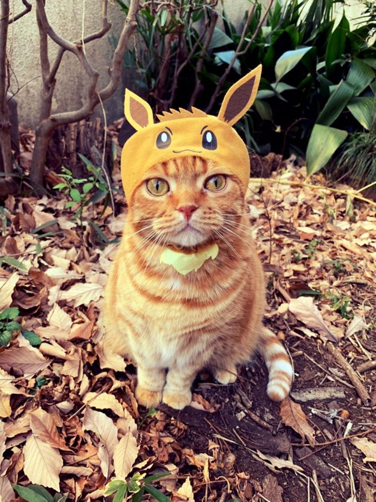 จะน่ารักขนาดไหนเมื่อน้องแมวแปลงร่างเป็นโปเกม่อน! Cute Cute Cat Hoods ...